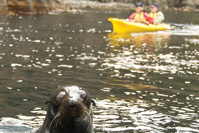 Tasman Peninsula full day kayaking tour - Key Points