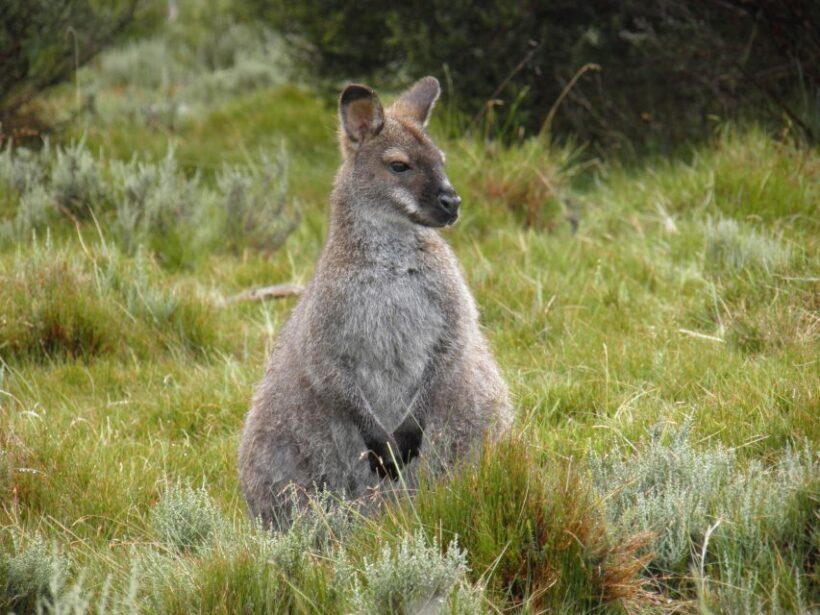 Tasmania: Wilderness and Wildlife Guided 6-Day Tour - Practical Tips for Travelers