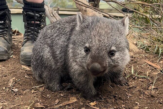 Tasmanian Wildlife and Mountain Shore Excursion - Practical Details and Group Dynamics