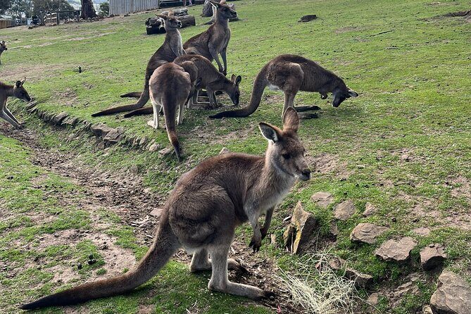 Tasmanian Wildlife and Mountain Shore Excursion - The Sum Up