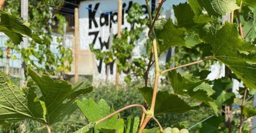 Taste and Tour Small Organic Wineries with a Winemaker - Introduction