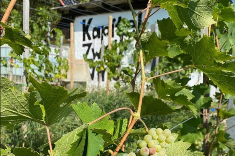 Taste and Tour Small Organic Wineries with a Winemaker - Authenticity and Guest Experience