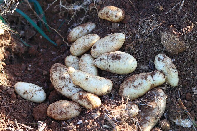 Taste of Jamaica Farm Cookout - Who Is This Tour Best For?