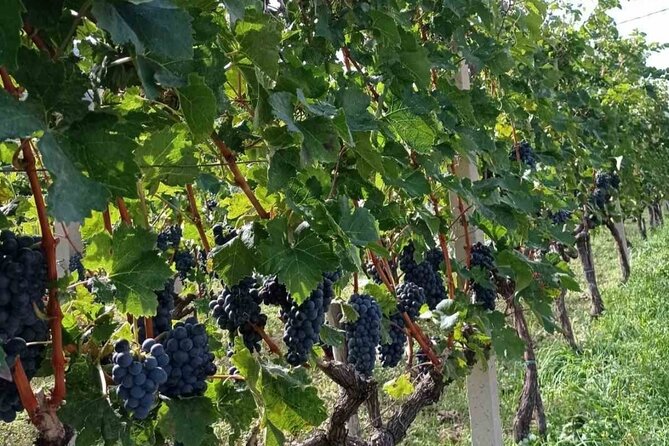 TASTE of MONTENEGRO - Gastro Tour of Montenegrian Wine and Food - Highlights From the Brunch Menu