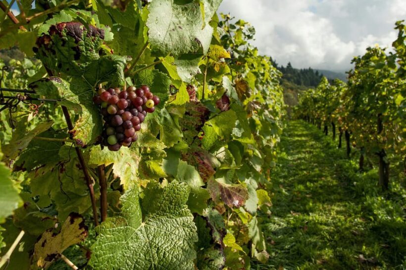 Taste of Setubal: Market Visit and Wine Tastings - Visiting Two Family-Run Wineries: Personal and Informative