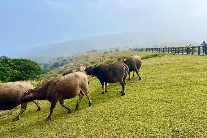 Taste Taipei: Private 6H Food Tour from Keelung Shore Excursion - Practical Details and Tips