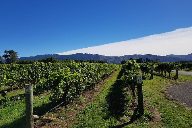 Taste the Valley Wine Tour in Marlborough with Wine Tasting - Who Should Consider This Tour?