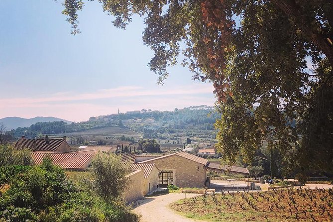 Tasting Bandol Wines & Visit of Cellar (in English) - The Wine Tasting Lineup