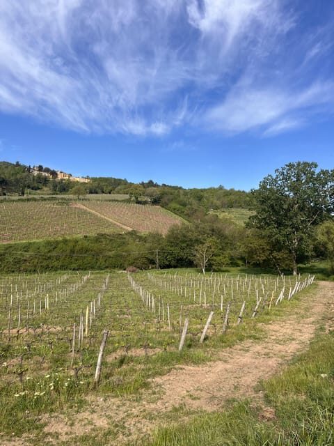 Tasting in a Tuscan Vineyard with transfer from Pisa - Introduction