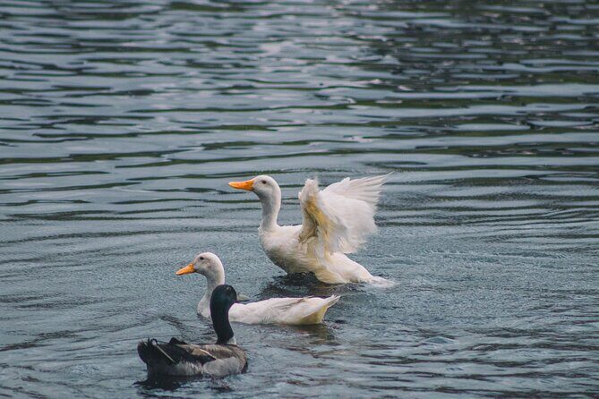 Tauranga Daytime Scenic Lake McLaren Tour - Frequently Asked Questions (FAQs)