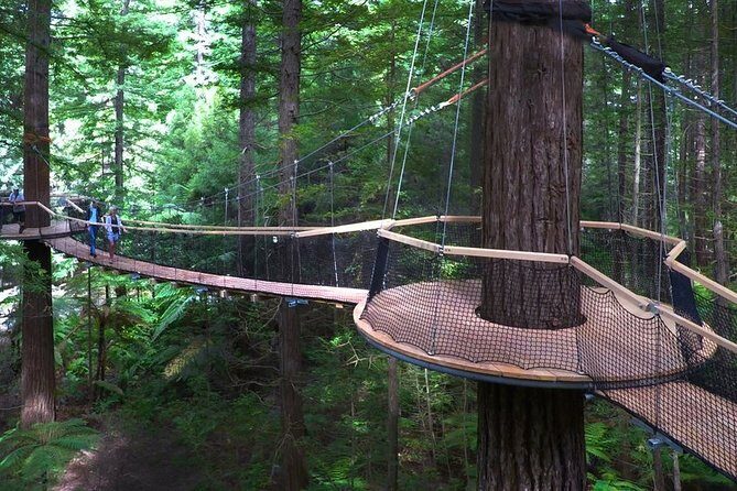 Tauranga to Rotorua Geysers & Canopy Tree Walk. Private Tour. - Introduction