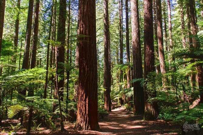 Tauranga to Rotorua Geysers & Canopy Tree Walk. Private Tour. - An In-Depth Look at the Experience
