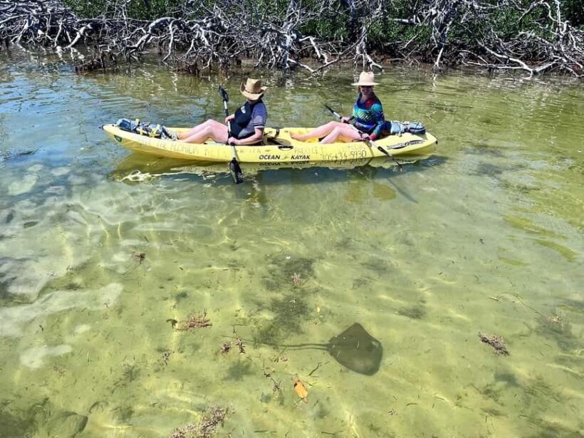 Tavernier, FL: Mangrove and Manatees Guided Kayak Eco Tour - FAQ