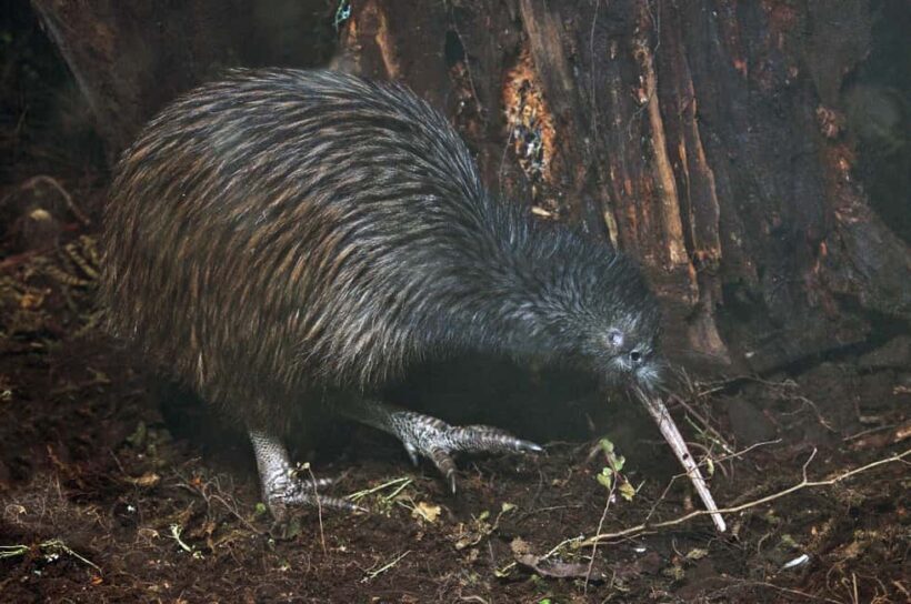 Tawharanui: Kiwi Spotting & Stargazing Tour w/ Optional Stay - An In-Depth Look at Tawharanui’s Night Adventure