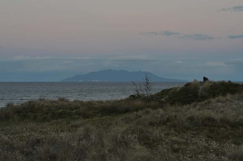 Tawharanui: Kiwi Spotting & Stargazing Tour w/ Optional Stay - The Sum Up
