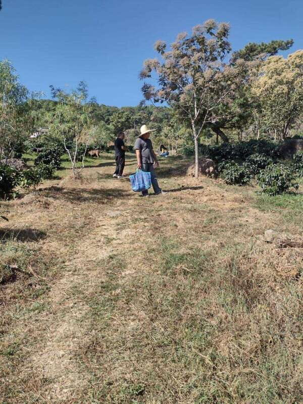 Taxco: Organic Coffee Garden Experience - The Value Proposition