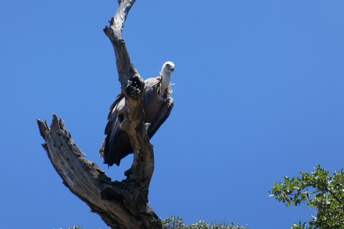 Taxi boat Kormat - Key Points