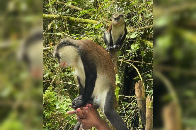 Taxi & Tours in Grenada , Chocolate factory, & more. - What to Expect from the Tour