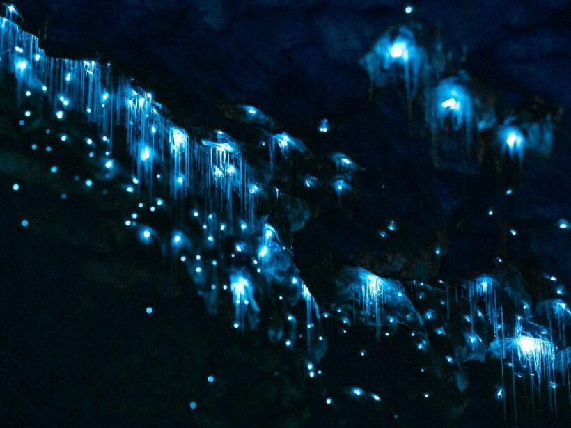 Te Anau: Glowworm Caves Guided Tour - The Guides and Their Impact