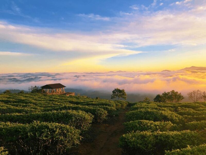 Tea & Coffee Tour - The Scenic Tea Plantations and the Cau Dat Hill