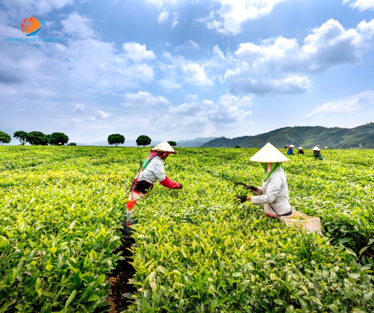 Tea & Coffee Tour - Practical Details and Value