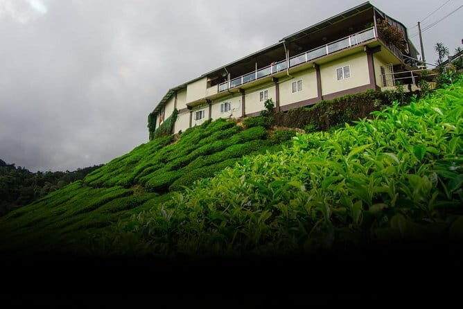 Tea Factory Tour at Galle (Pitigala) - Introduction