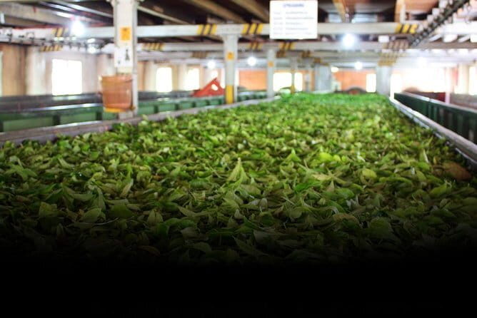 Tea Factory Tour at Galle (Pitigala) - Key Points