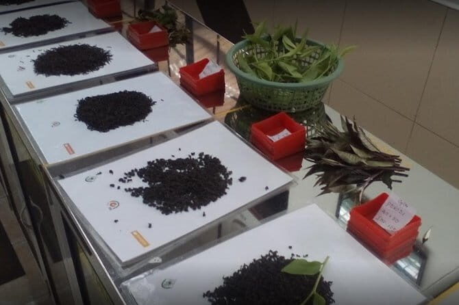 Tea Factory Tour at Galle (Pitigala) - Why This Tour Offers Good Value