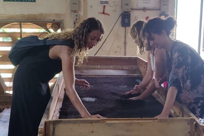 Tea Factory Tour with Tea Tasting Session - A Practical Guide to the Tea Factory Tour with Tea Tasting Session