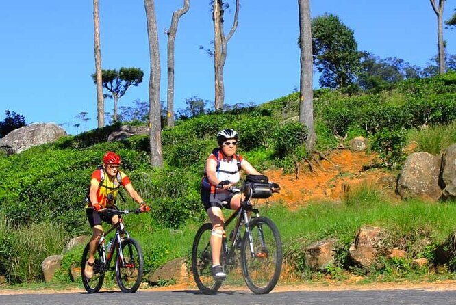 Tea Fields by Bicycle from Kandy - What the Reviews Say
