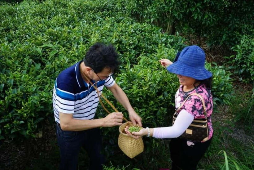 Tea Picking and Processing at Qixian Peak Scenic Area - Key Points