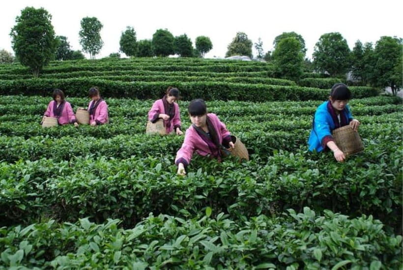 Tea Picking and Processing at Qixian Peak Scenic Area - An Authentic Look at Qixian Peak Scenic Area