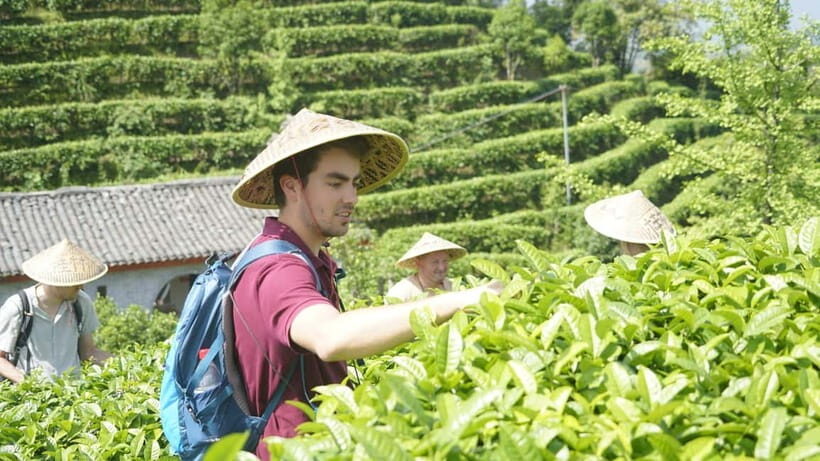Tea Picking and Processing at Qixian Peak Scenic Area - Practical Details and Value