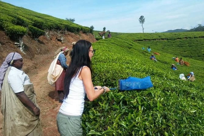 Tea planation walking In Munnar- (by Munnar Info) - Key Points