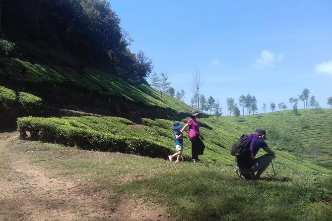 Tea planation walking In Munnar- (by Munnar Info) - The Sum Up: Who Will Love This Tour?