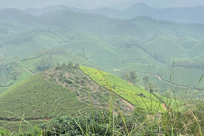 Tea Plantation, Grass Land and Mountain Hiking in Munnar - FAQ