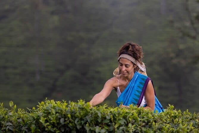 Tea Plucking and Tea Factory Visit from Kandy - What the Tour Includes and Why It Matters