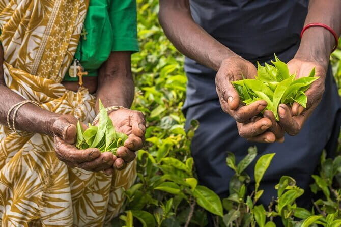 Tea Plucking and Tea Factory Visit from Kandy - Final Summary