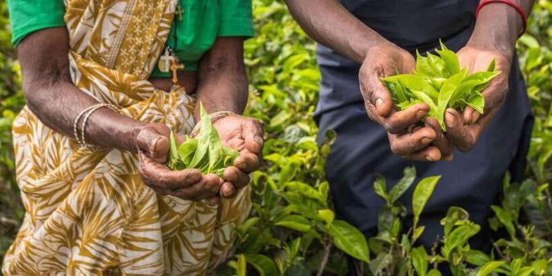 Tea Plucking and Tea Factory: Visit from Kandy - Who Will Love This Tour?