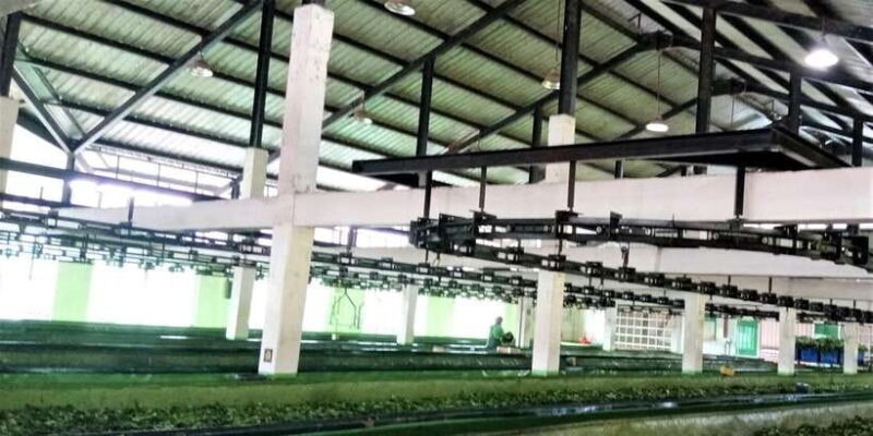 Tea Plucking and Tea Factory: Visit from Kandy - Final Thoughts