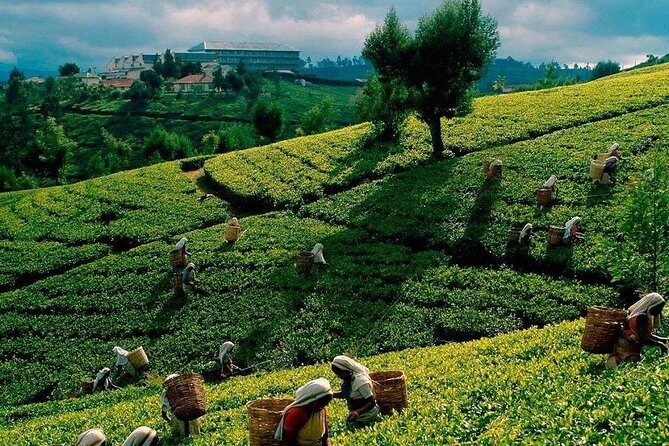 Tea Plucking and Tea Factory Visit from Nuwara Eliya. - The Itinerary: What You Can Expect