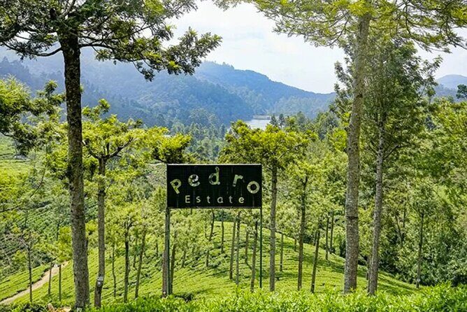 Tea Plucking and Tea Factory Visit from Nuwara Eliya. - FAQ