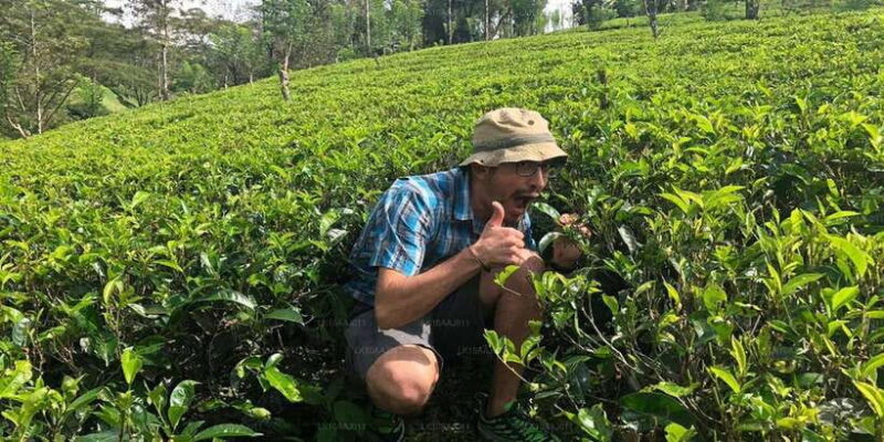Tea Plucking and Tea Factory: Visit from Nuwara Eliya - The Practicalities