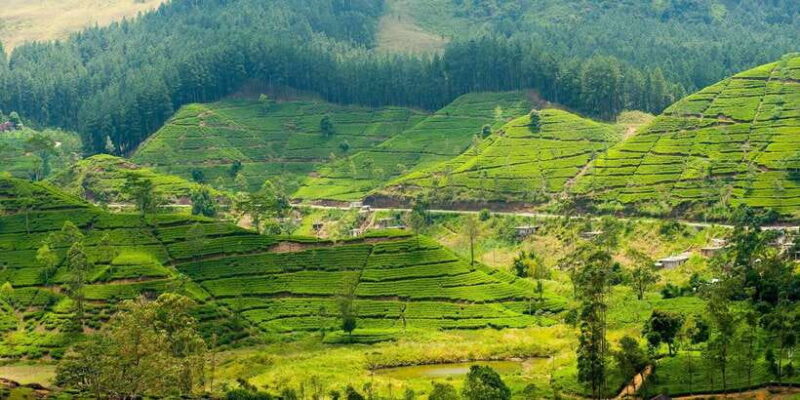 Tea Plucking and Tea Factory: Visit from Nuwara Eliya - Authenticity and Reviews