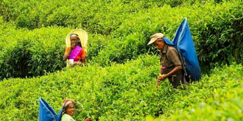 Tea Plucking and Tea Factory: Visit from Nuwara Eliya - Who Should Consider This Tour?