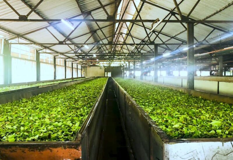 Tea Plucking and Tea Factory: Visit from Nuwara Eliya - FAQ