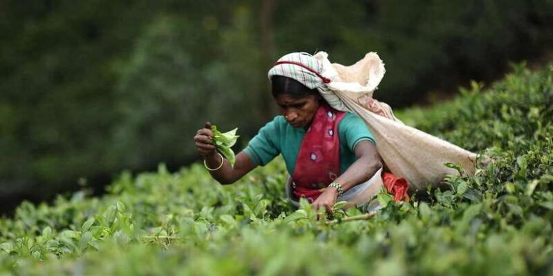 Tea Plucking & Tea Factory: Tour From Nuwara Eliya - Practical Details and Value