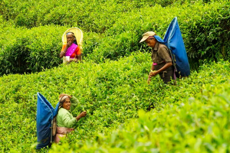 Tea Plucking & Tea Factory: Tour From Nuwara Eliya - Who Will Love This Tour?