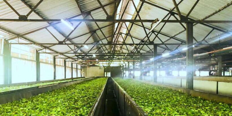 Tea Plucking & Tea Factory: Tour From Nuwara Eliya - The Sum Up