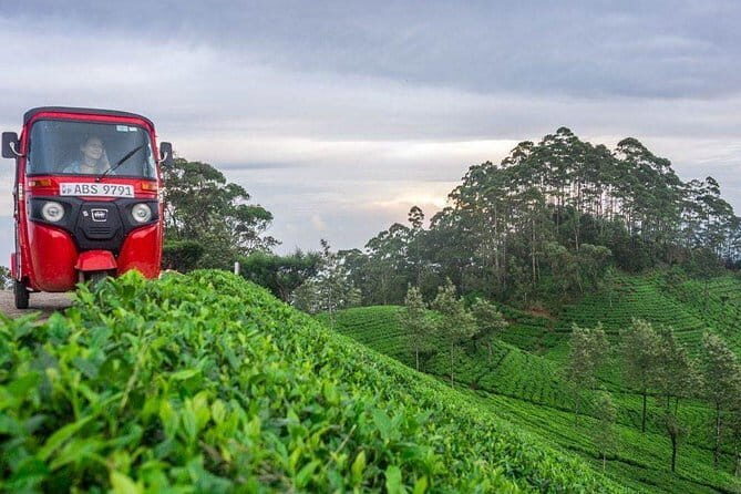 Tea Tasting in Nuwara Eliya - The Itinerary in Detail